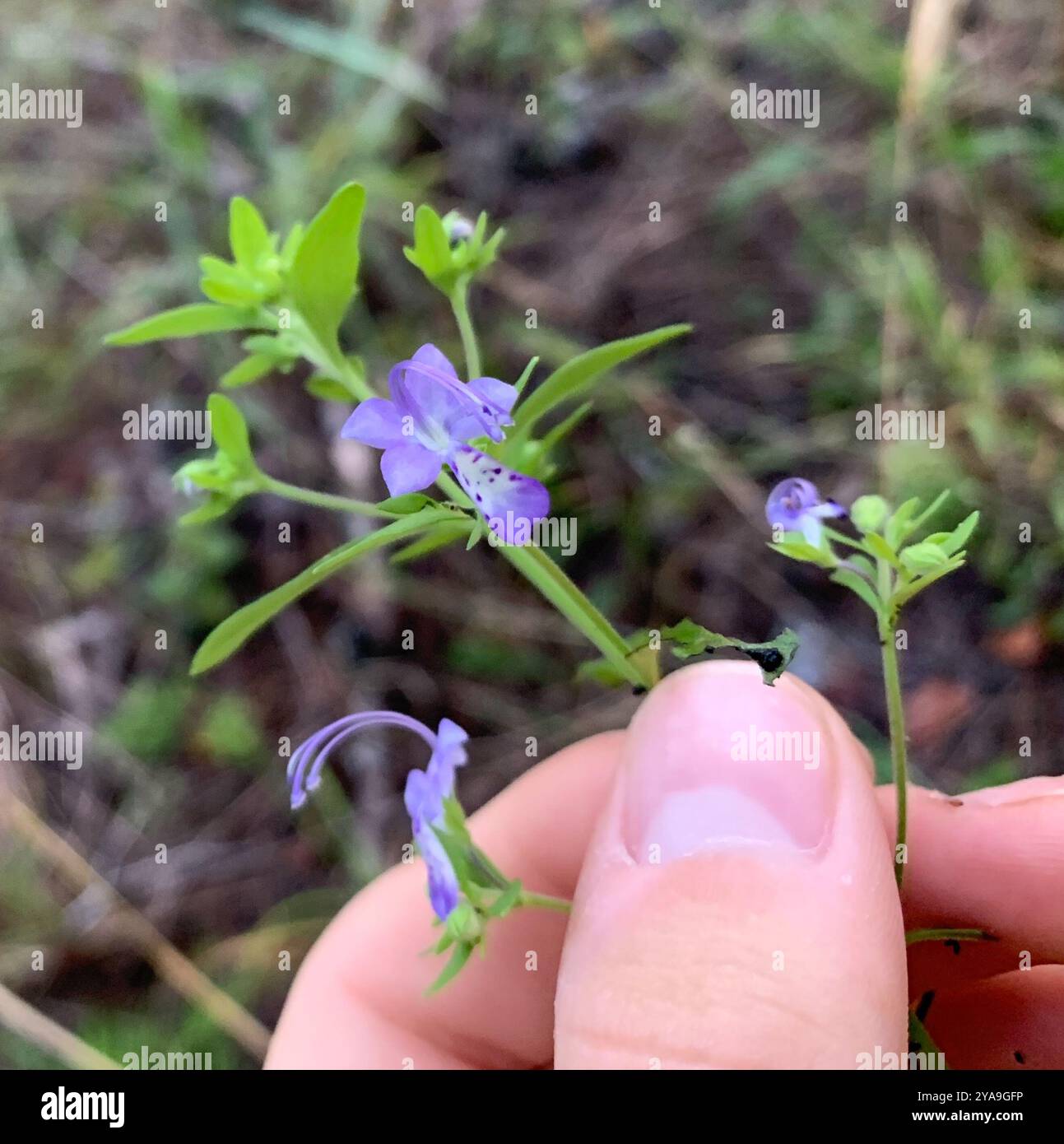 Blue Curls (Trichostema dichotomum) Plantae Stock Photo - Alamy