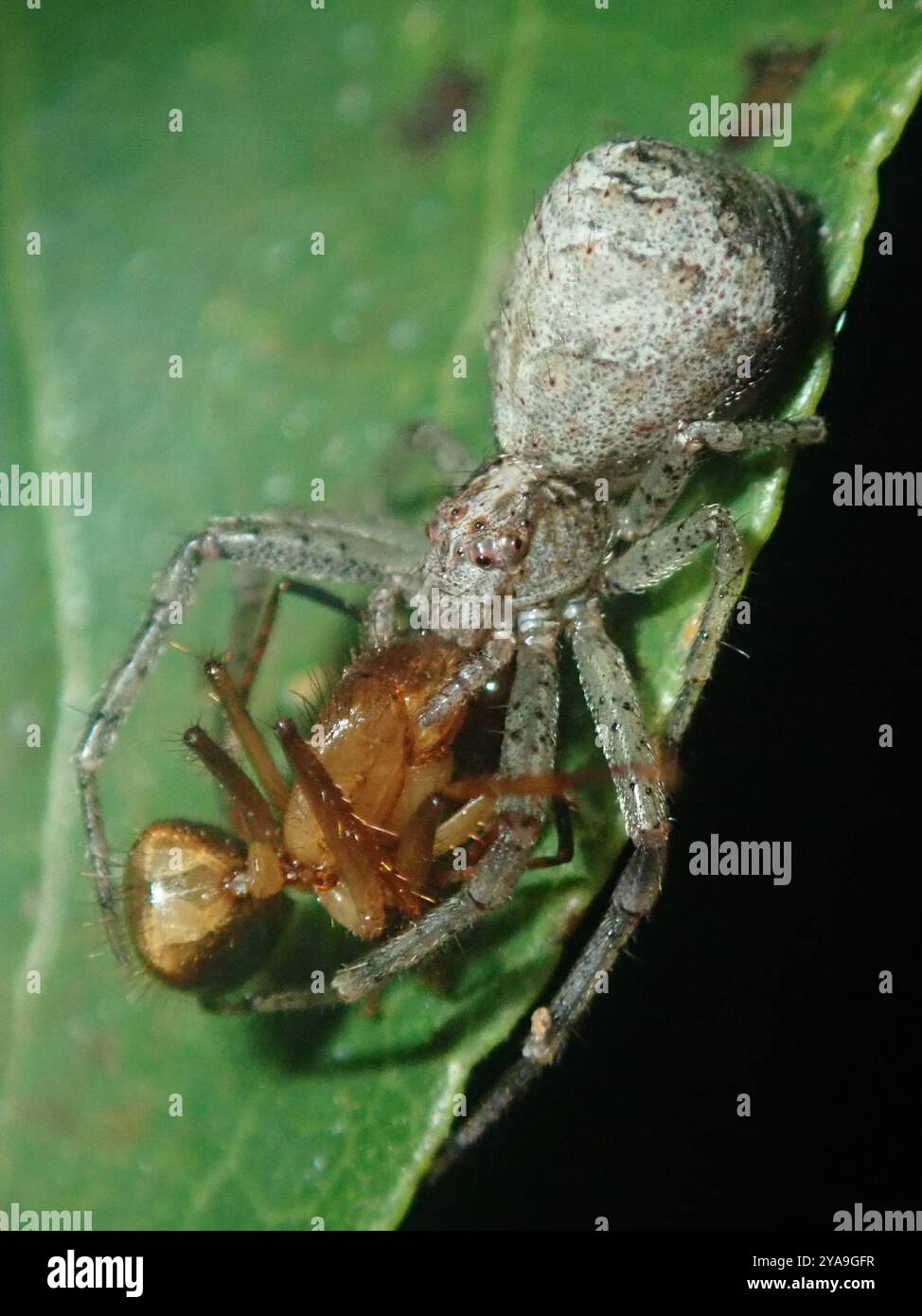 Octopus Spiders (Tmarus) Arachnida Stock Photo - Alamy