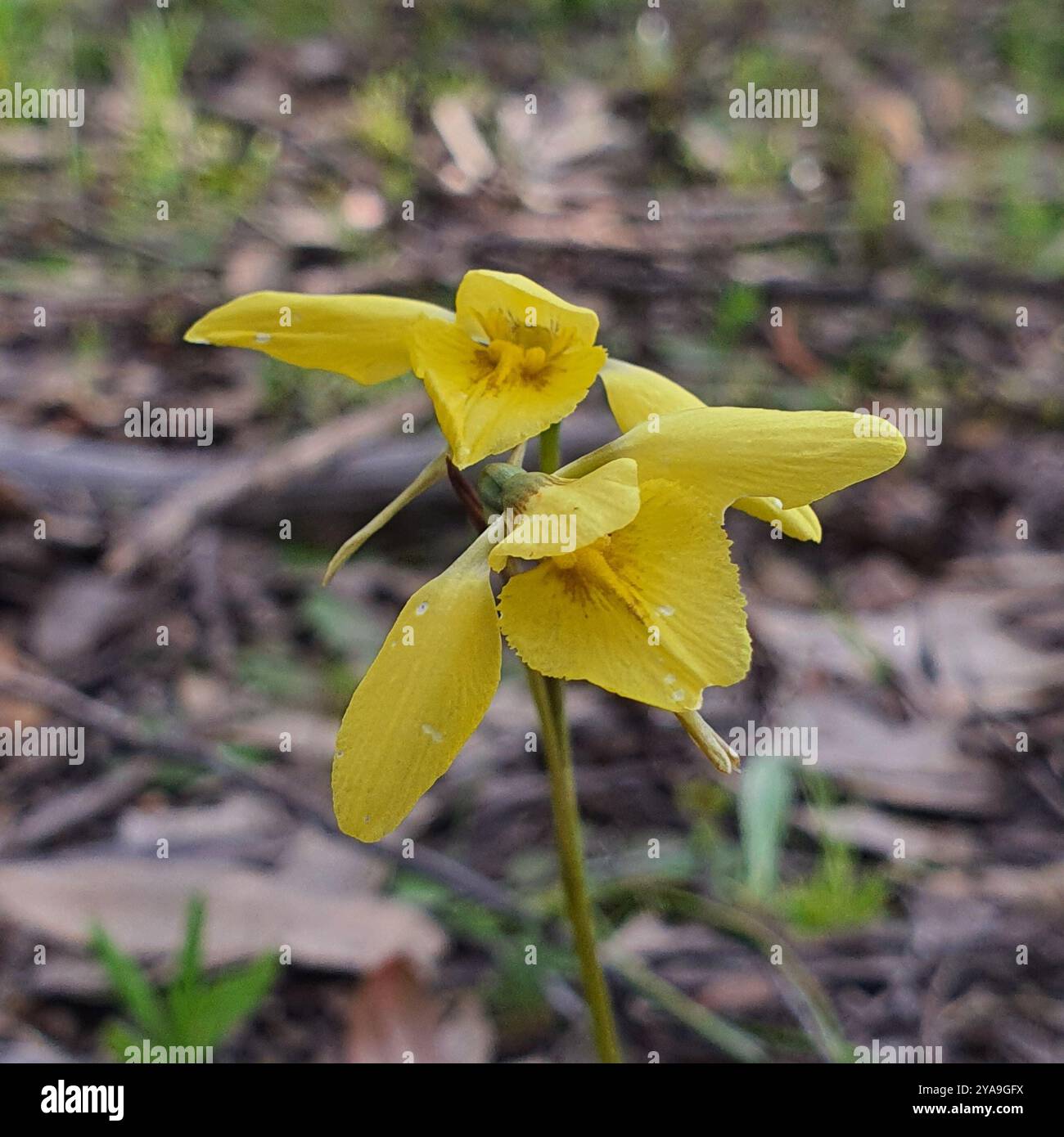Common Golden Moths (Diuris chryseopsis) Plantae Stock Photo - Alamy