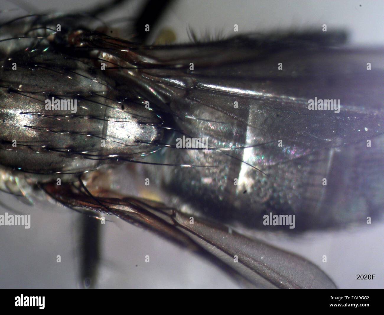 Root-maggot Flies (Anthomyiidae) Insecta Stock Photo - Alamy