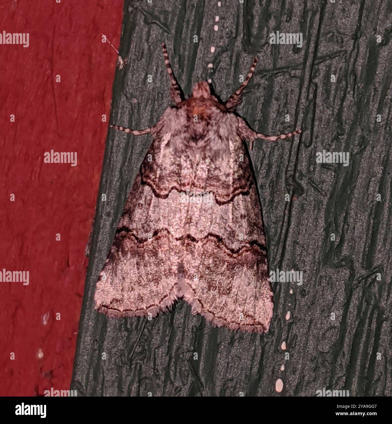 (Ceranemota fasciata) Insecta Stock Photo - Alamy