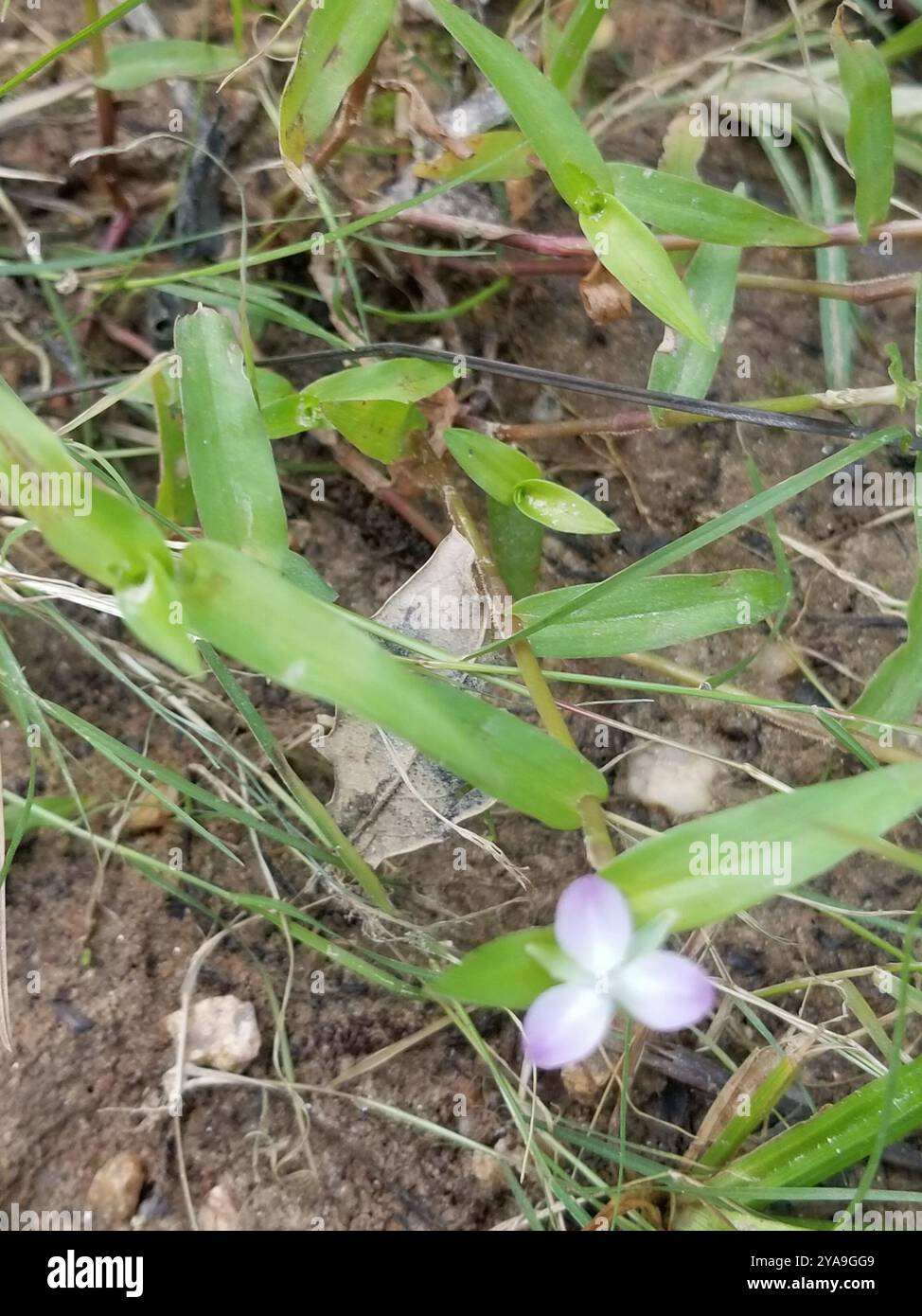 marsh dewflower (Murdannia keisak) Plantae Stock Photo - Alamy