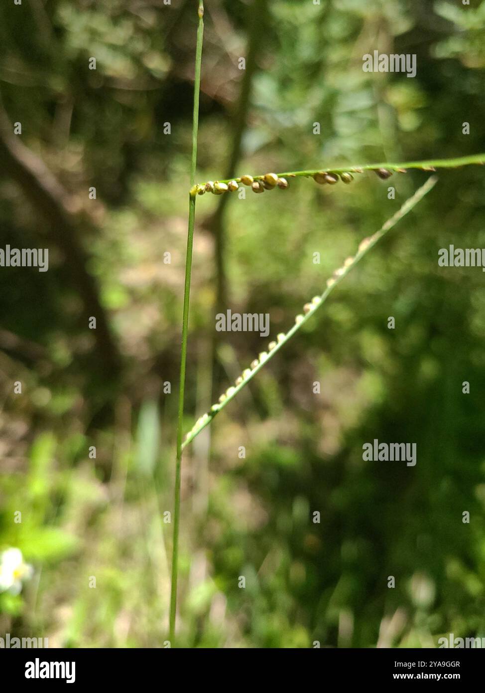 Thin Paspalum (Paspalum setaceum) Plantae Stock Photo - Alamy