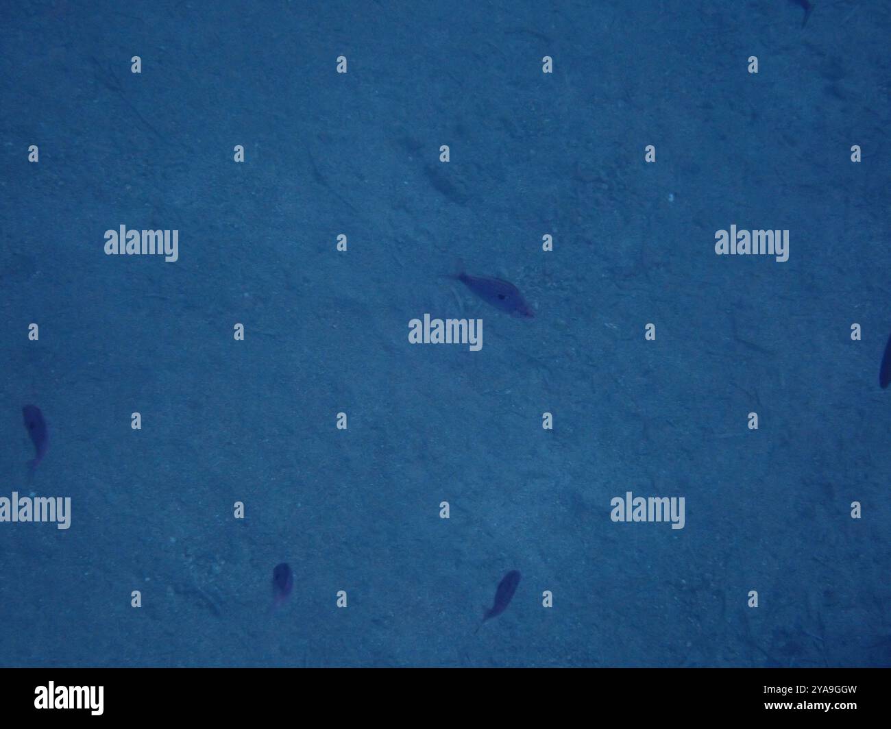 Blotched Picarel (Spicara maena) Actinopterygii Stock Photo - Alamy