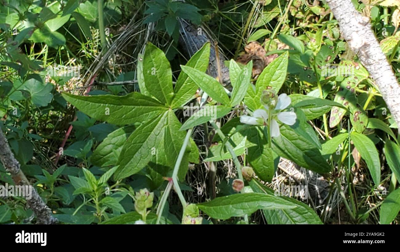Sidalcea candida hi-res stock photography and images - Alamy