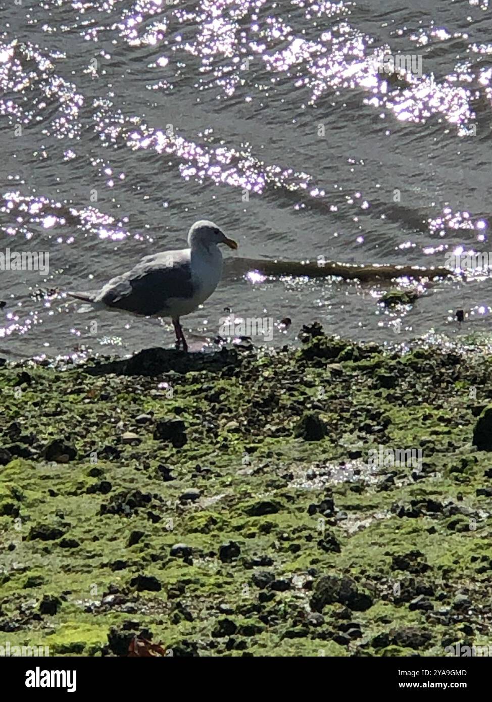 Large White-headed Gulls (Larus) Aves Stock Photo - Alamy
