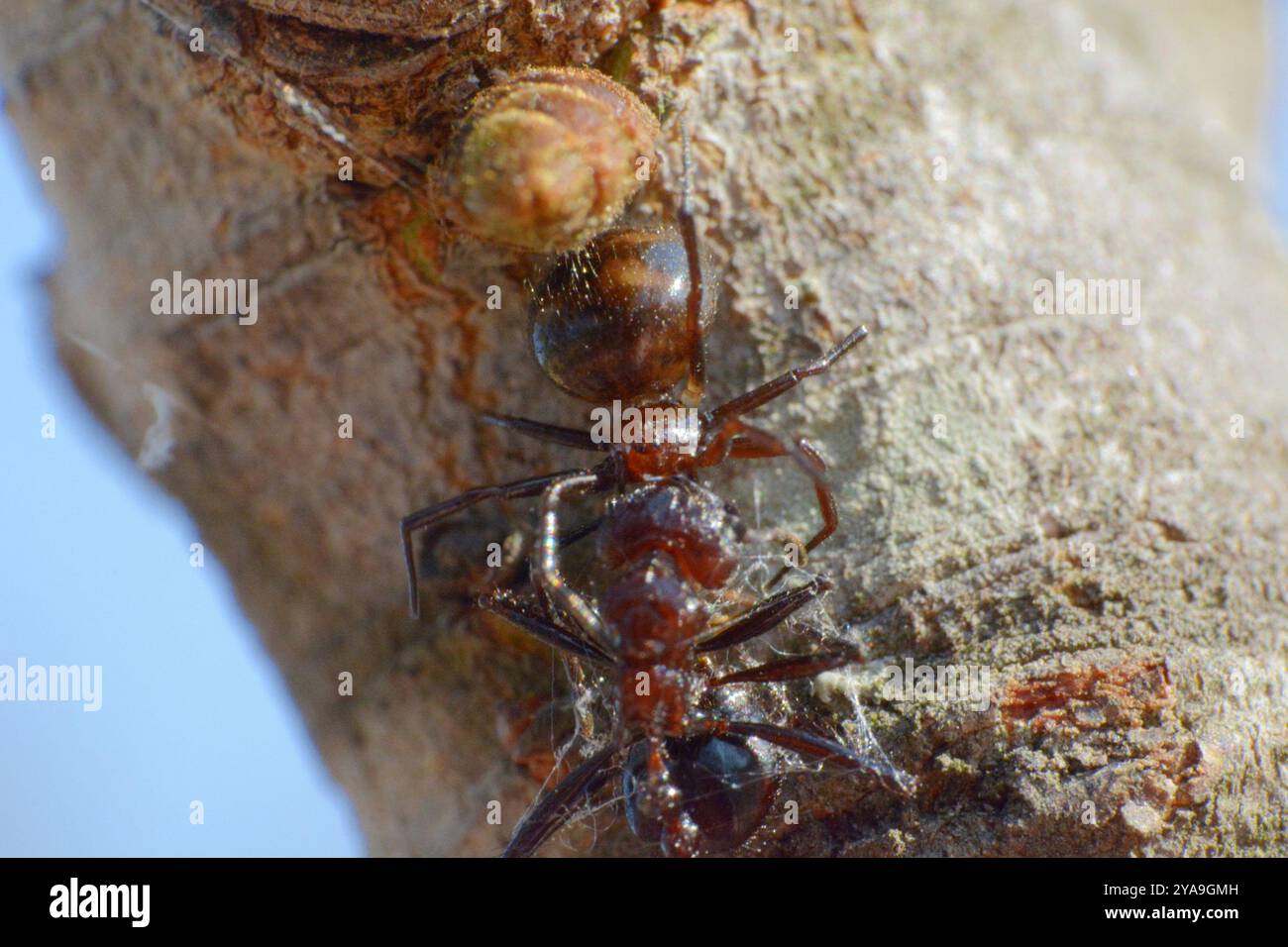 Ant-eating Spiders (Euryopis) Arachnida Stock Photo - Alamy