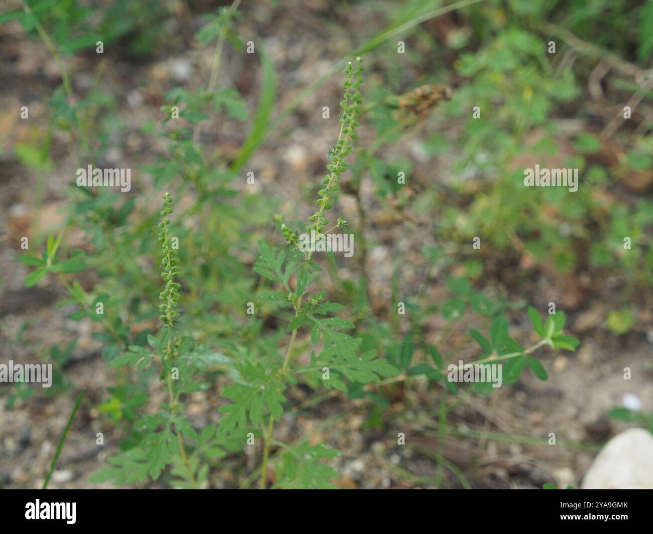 common ragweed (Ambrosia artemisiifolia) Plantae Stock Photo - Alamy