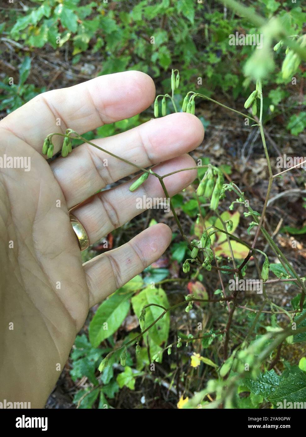 rattlesnake roots (Nabalus) Plantae Stock Photo - Alamy