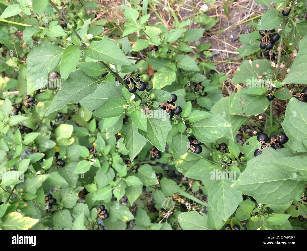 black nightshade (Solanum nigrum) Plantae Stock Photo - Alamy