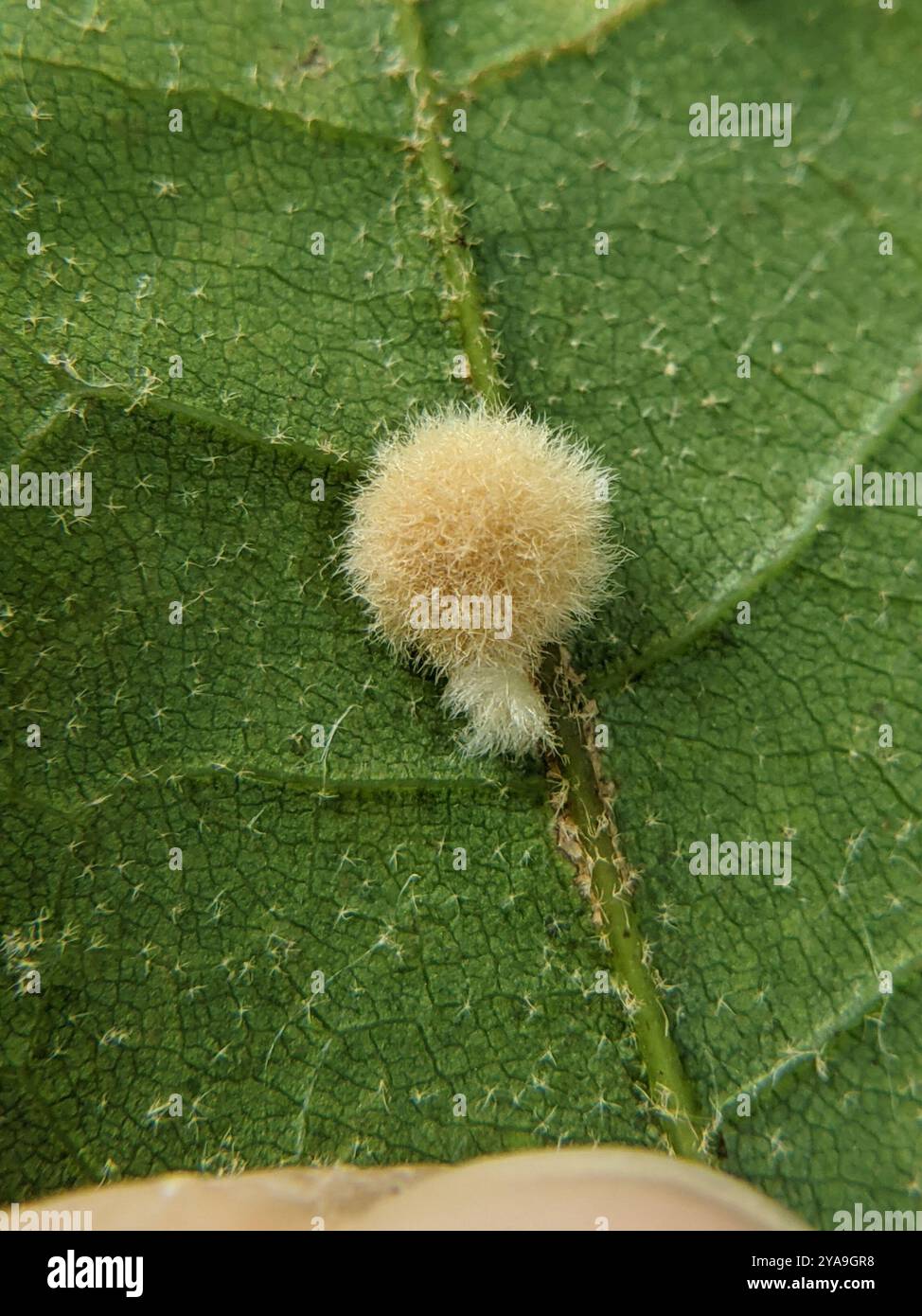 Woolly Oak Gall Wasp (Callirhytis lanata) Insecta Stock Photo - Alamy