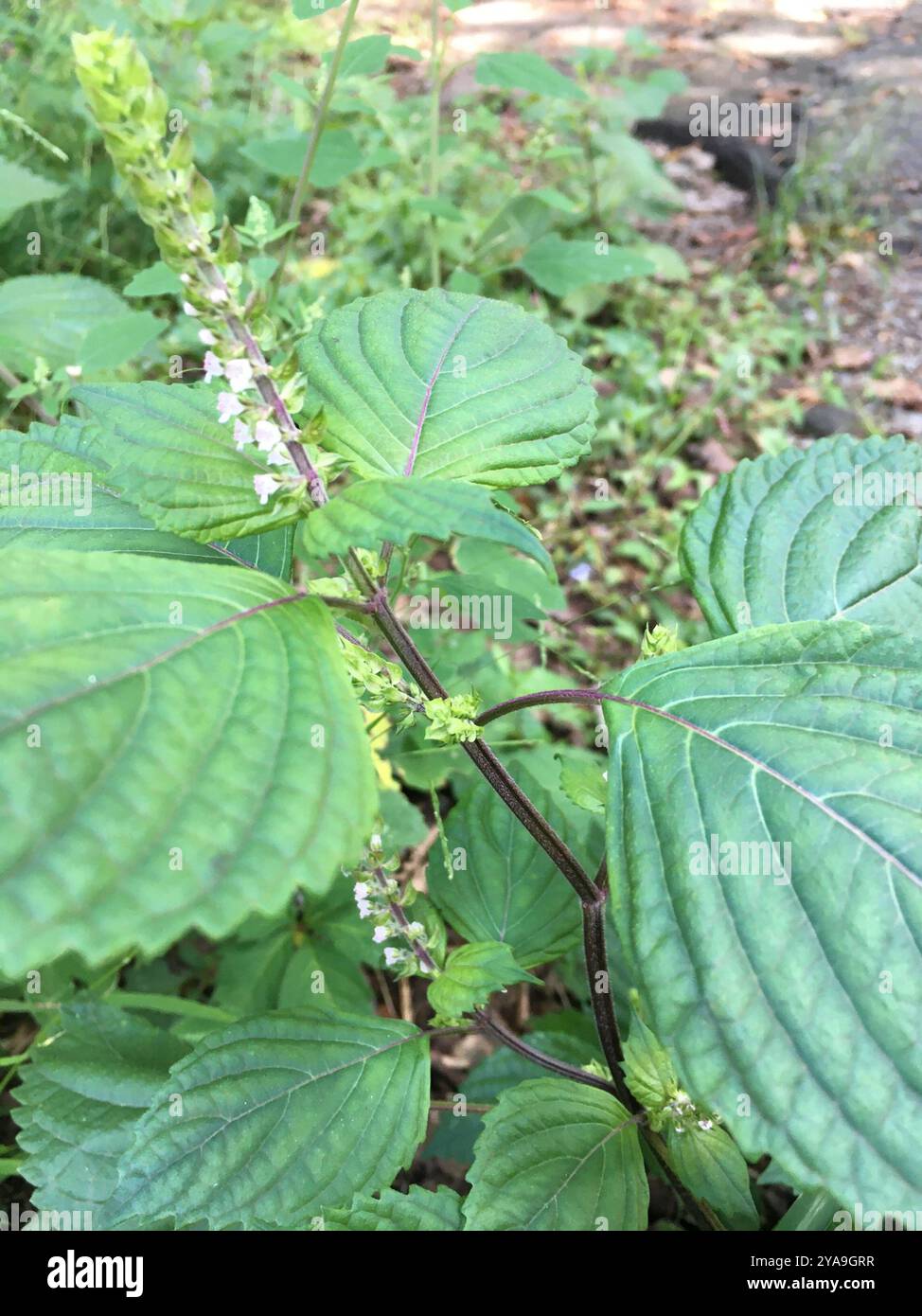 beefsteak plant (Perilla frutescens) Plantae Stock Photo - Alamy