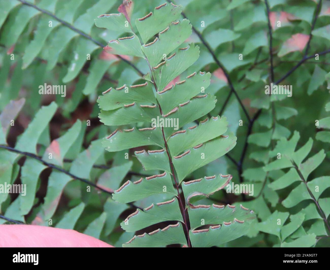 northern maidenhair fern (Adiantum pedatum) Plantae Stock Photo - Alamy