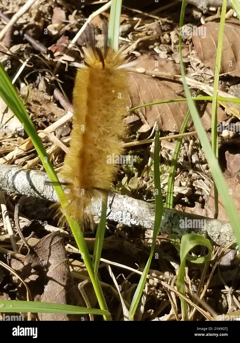 Banded Tussock Moth (Halysidota tessellaris) Insecta Stock Photo - Alamy