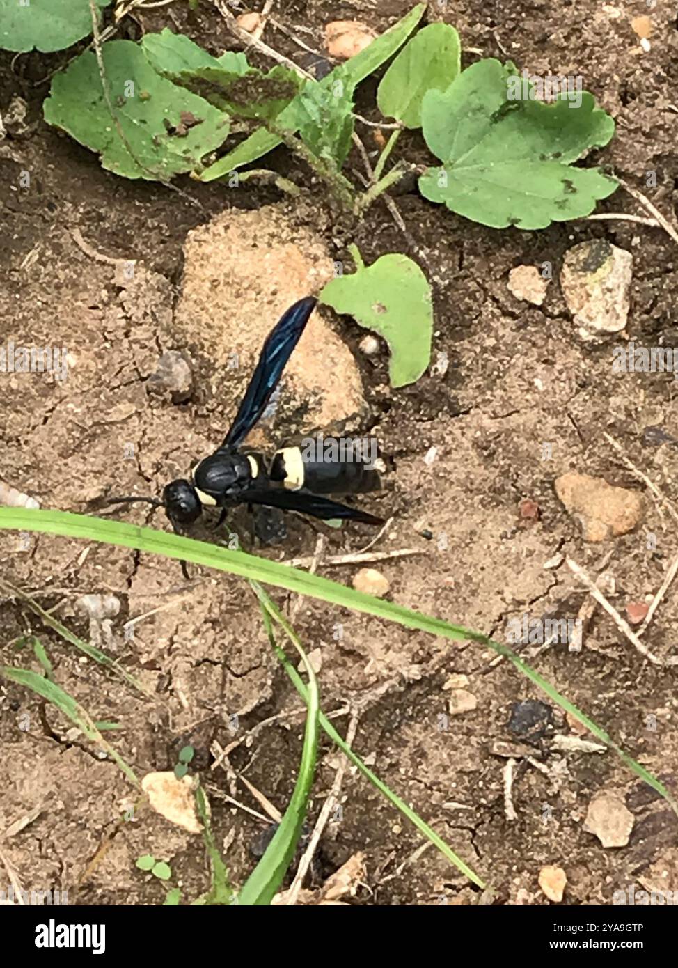 Four-toothed Mason Wasp (Monobia quadridens) Insecta Stock Photo - Alamy