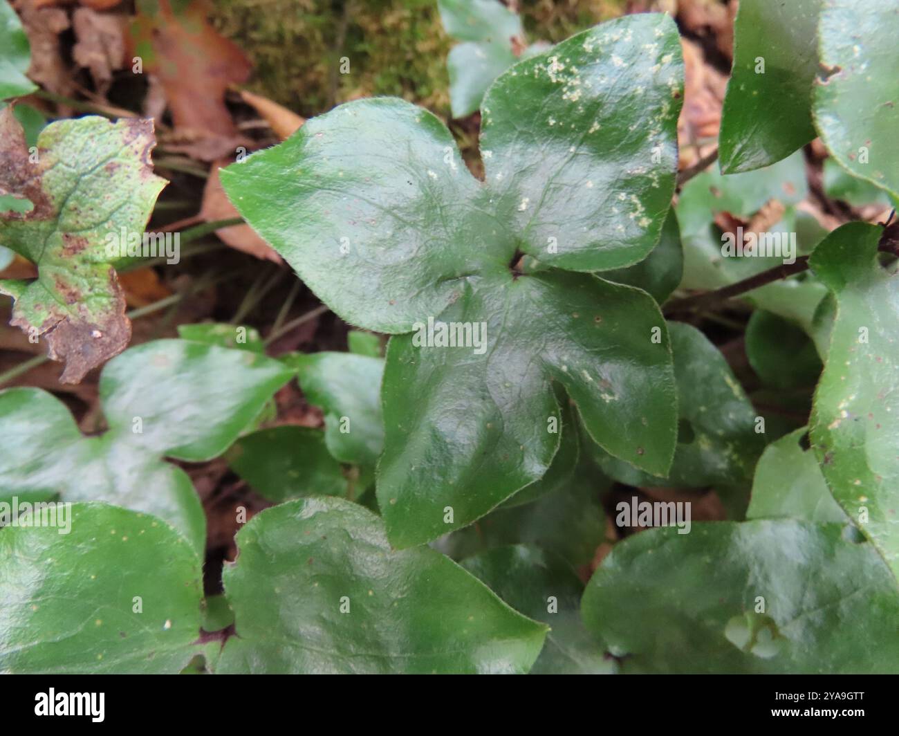 sharp-lobed hepatica (Hepatica acutiloba) Plantae Stock Photo - Alamy