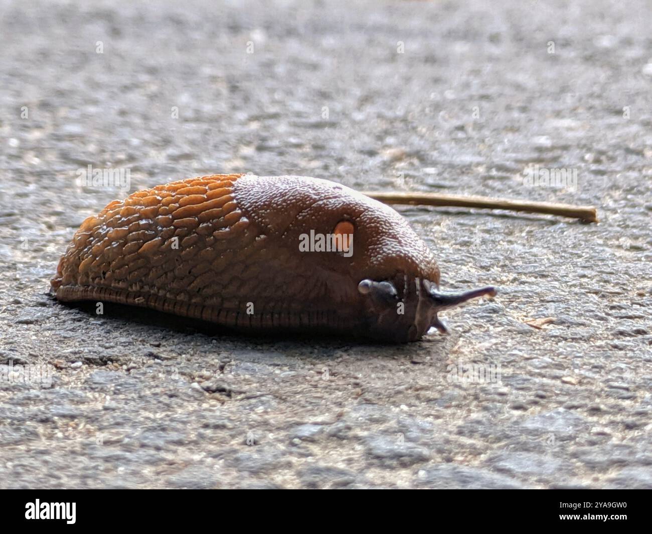 Arion Slugs (Arion) Mollusca Stock Photo - Alamy