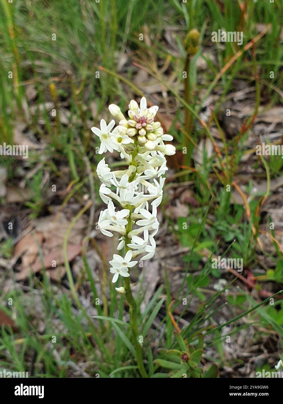 Creamy Candles (Stackhousia monogyna) Plantae Stock Photo - Alamy