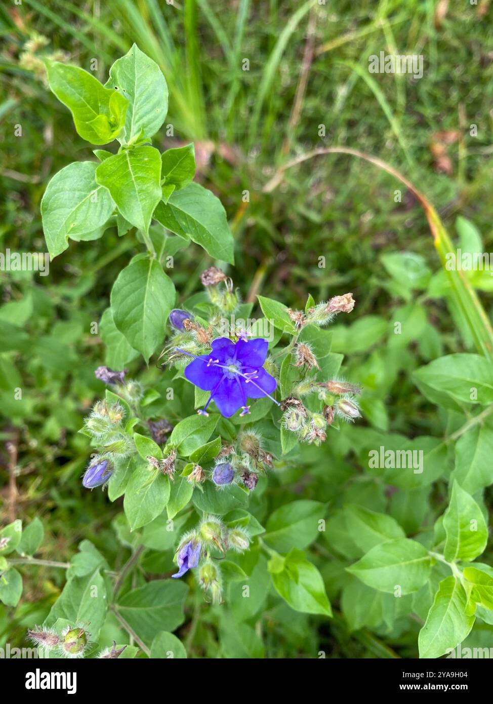 Hydrolea ovata hi-res stock photography and images - Alamy
