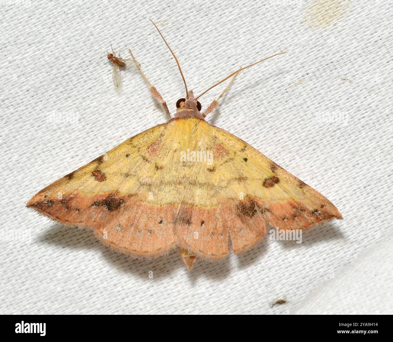 Variable Tropic Moth (Hemeroplanis scopulepes) Insecta Stock Photo - Alamy