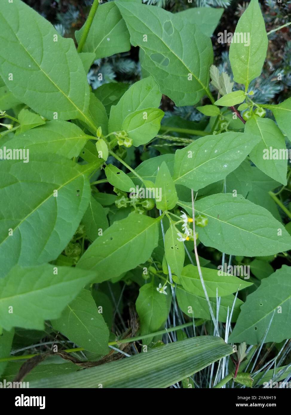 eastern black nightshade (Solanum emulans) Plantae Stock Photo - Alamy