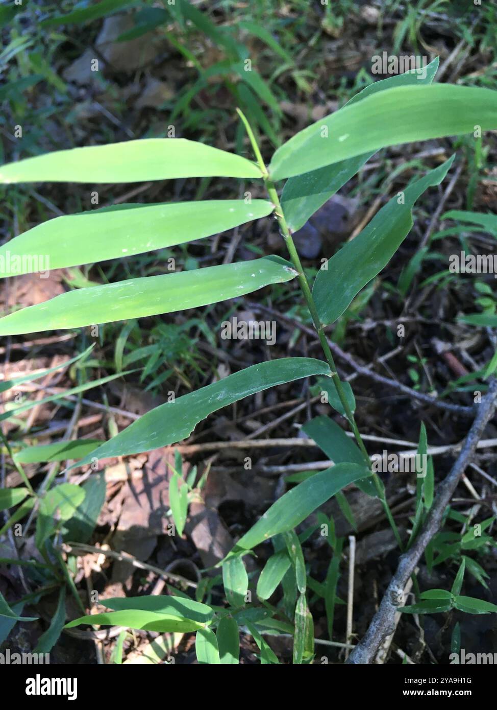 inland wood oats (Chasmanthium latifolium) Plantae Stock Photo - Alamy
