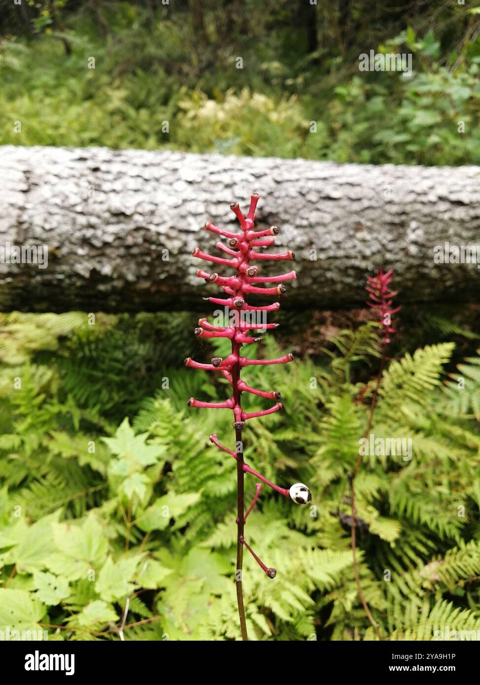 white baneberry (Actaea pachypoda) Plantae Stock Photo - Alamy