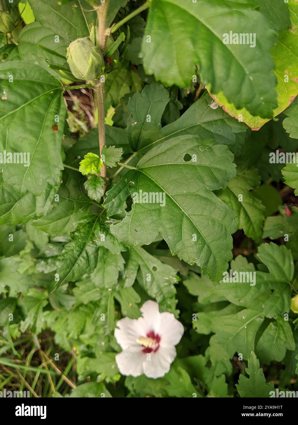 common hibiscus (Hibiscus syriacus) Plantae Stock Photo - Alamy