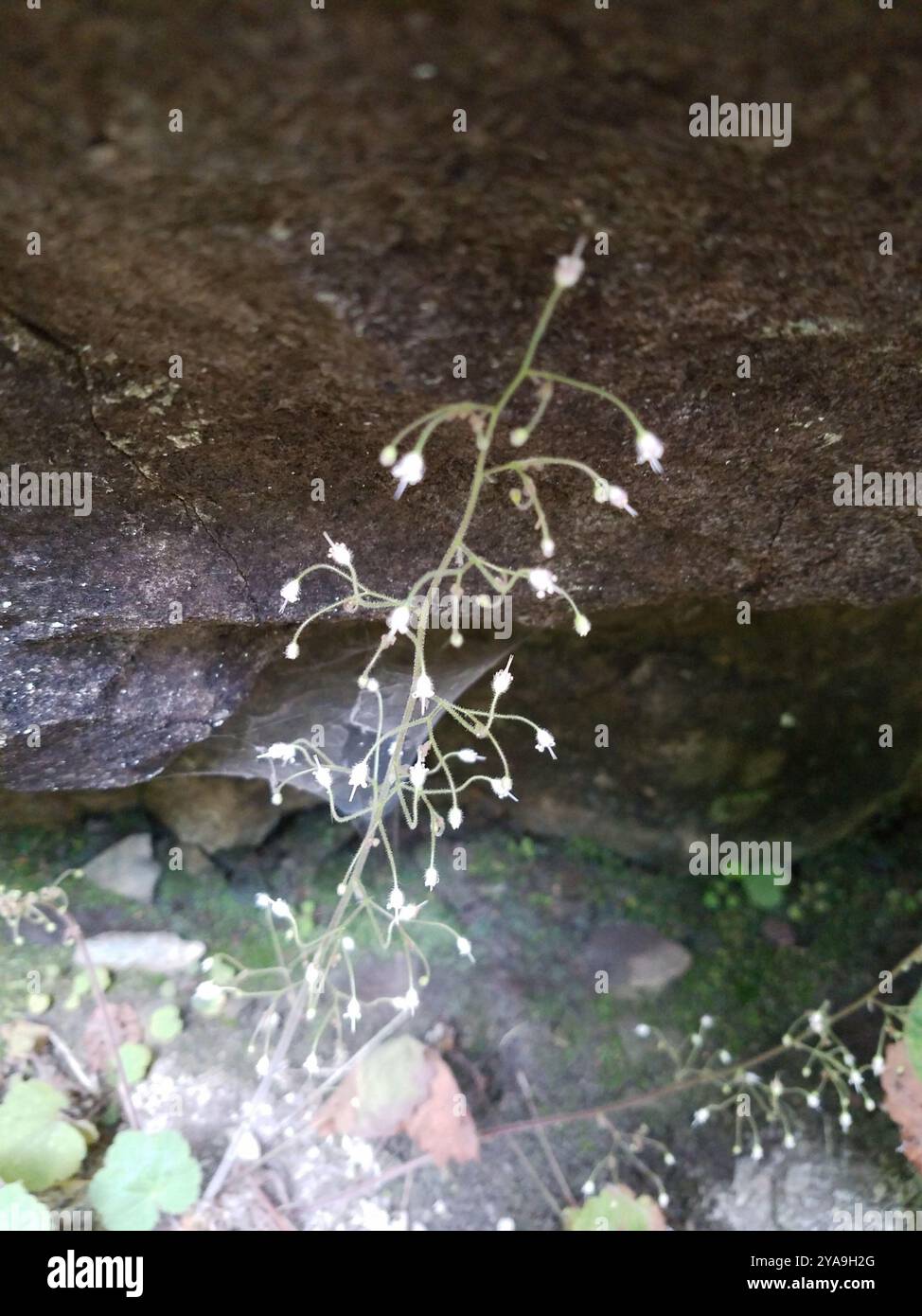 small-flowered alumroot (Heuchera parviflora) Plantae Stock Photo - Alamy