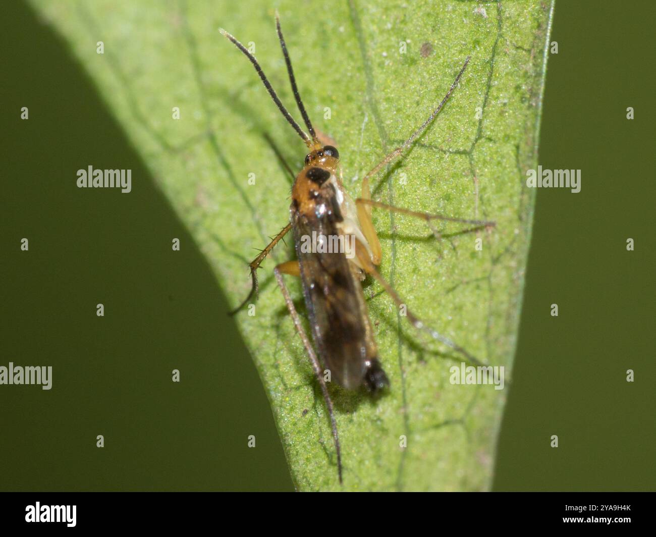 Fungus Gnats and Gall Midges (Sciaroidea) Insecta Stock Photo - Alamy