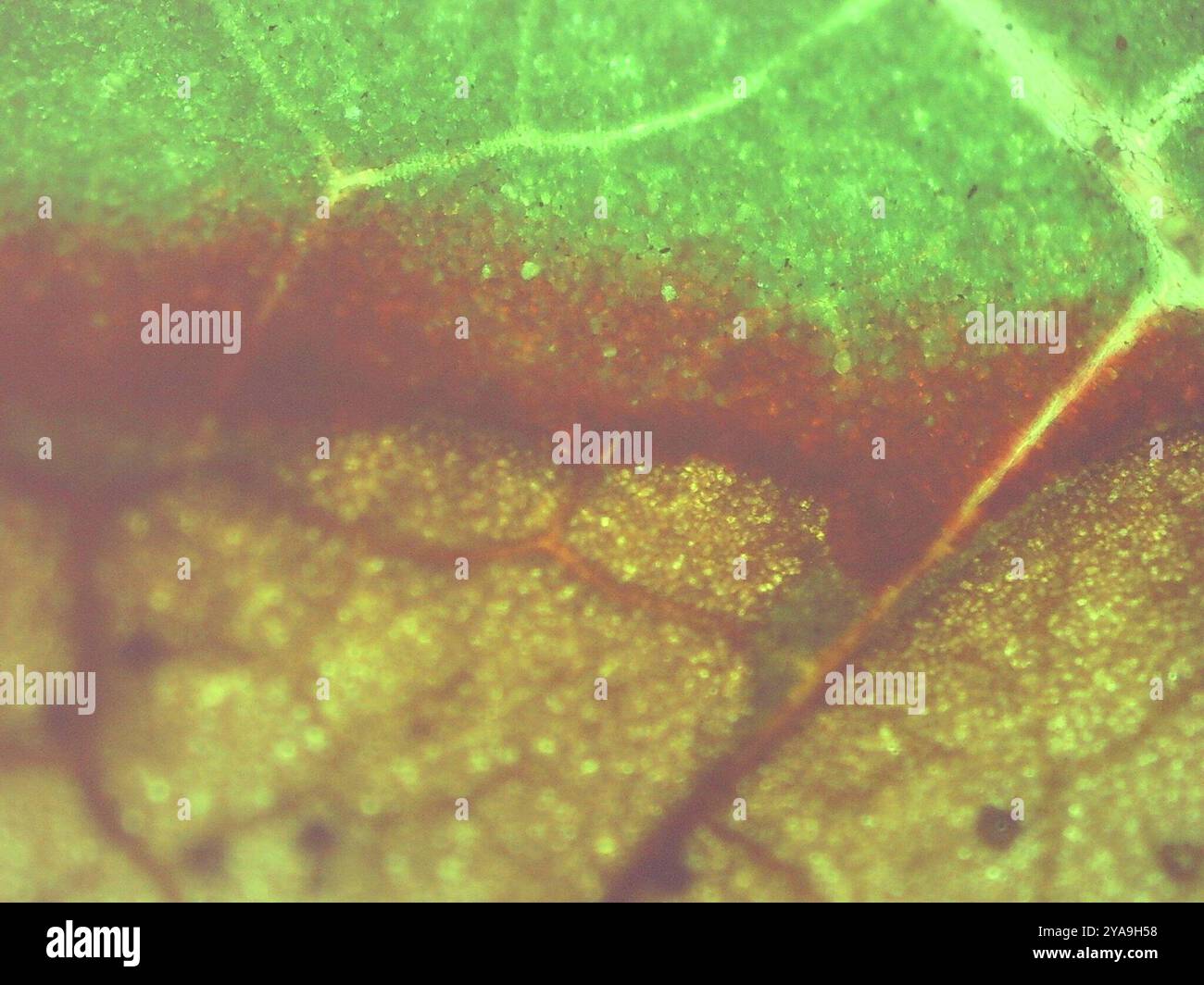 Phyllosticta hi-res stock photography and images - Alamy