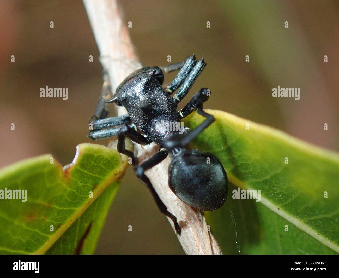 Turtle Ant-mimicking Crab Spider (Aphantochilus rogersi) Arachnida ...