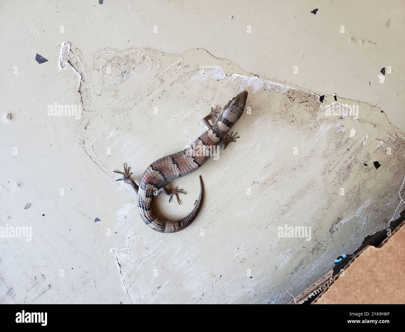 Arizona Alligator Lizard (Elgaria kingii) Reptilia Stock Photo - Alamy