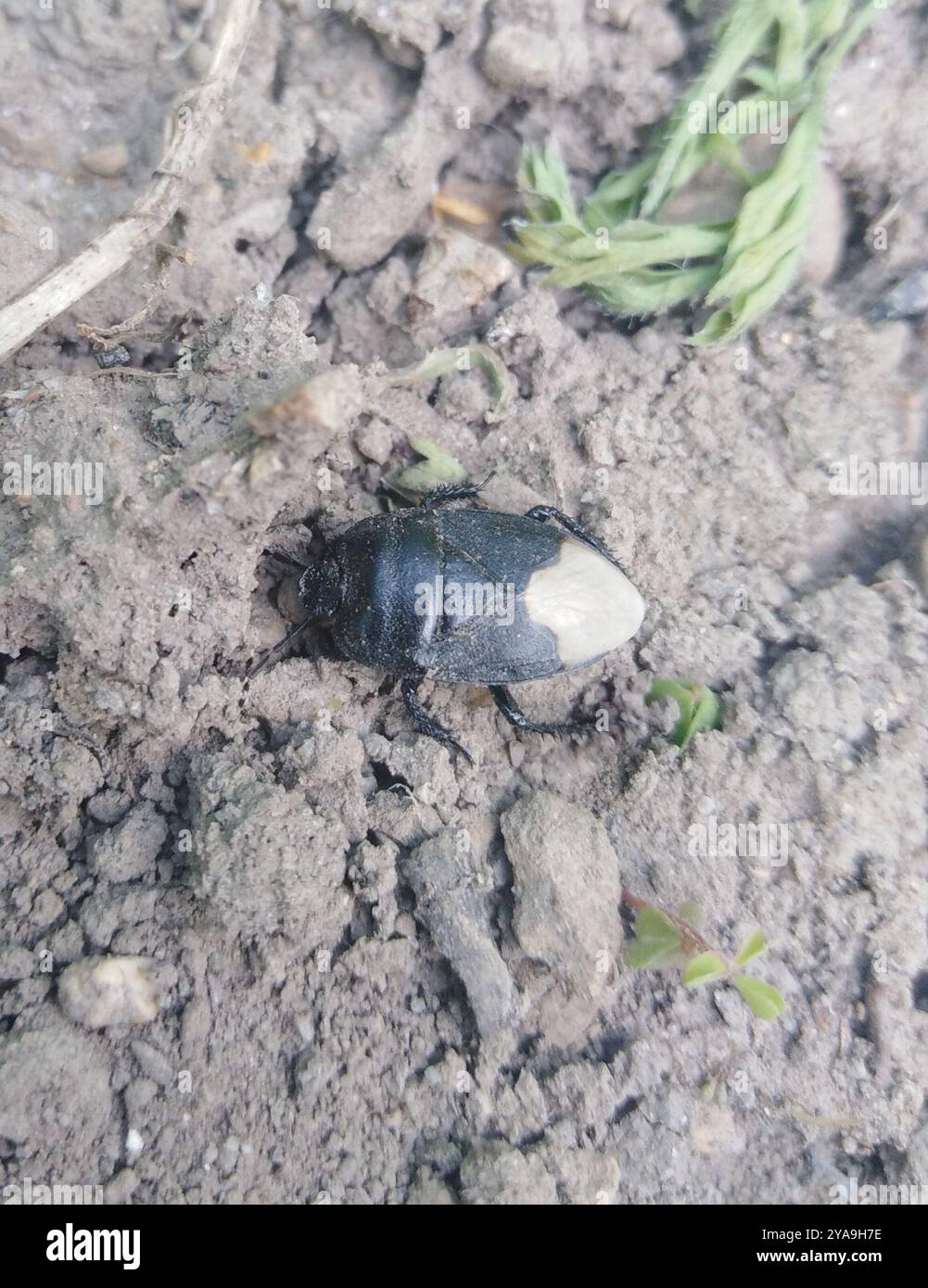 Black burrowing bug (Cydnus aterrimus) Insecta Stock Photo - Alamy