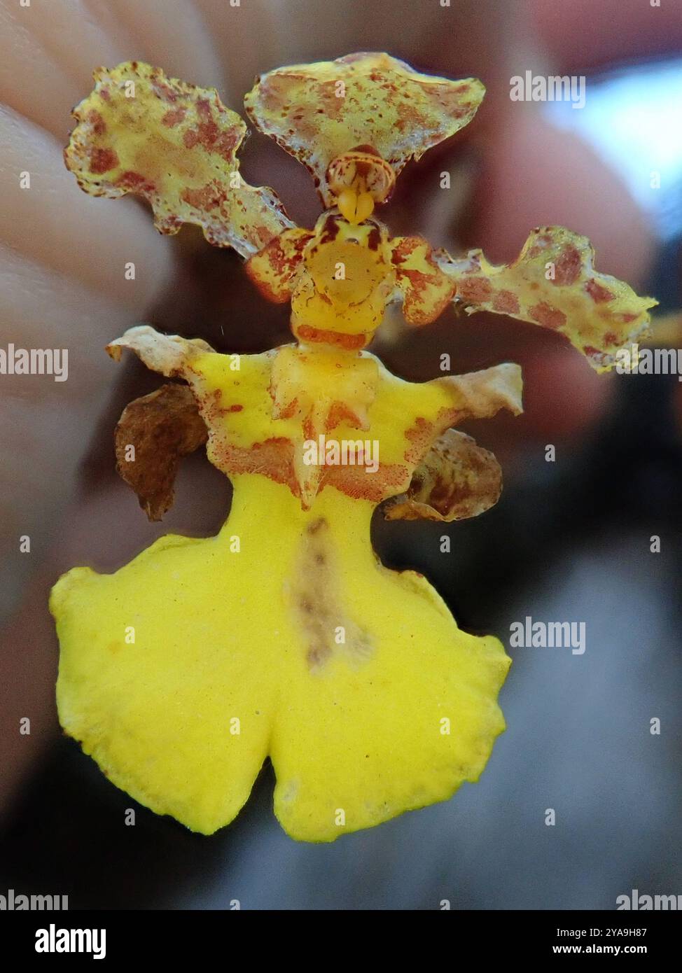 Mule-Ear Orchids (Trichocentrum) Plantae Stock Photo - Alamy