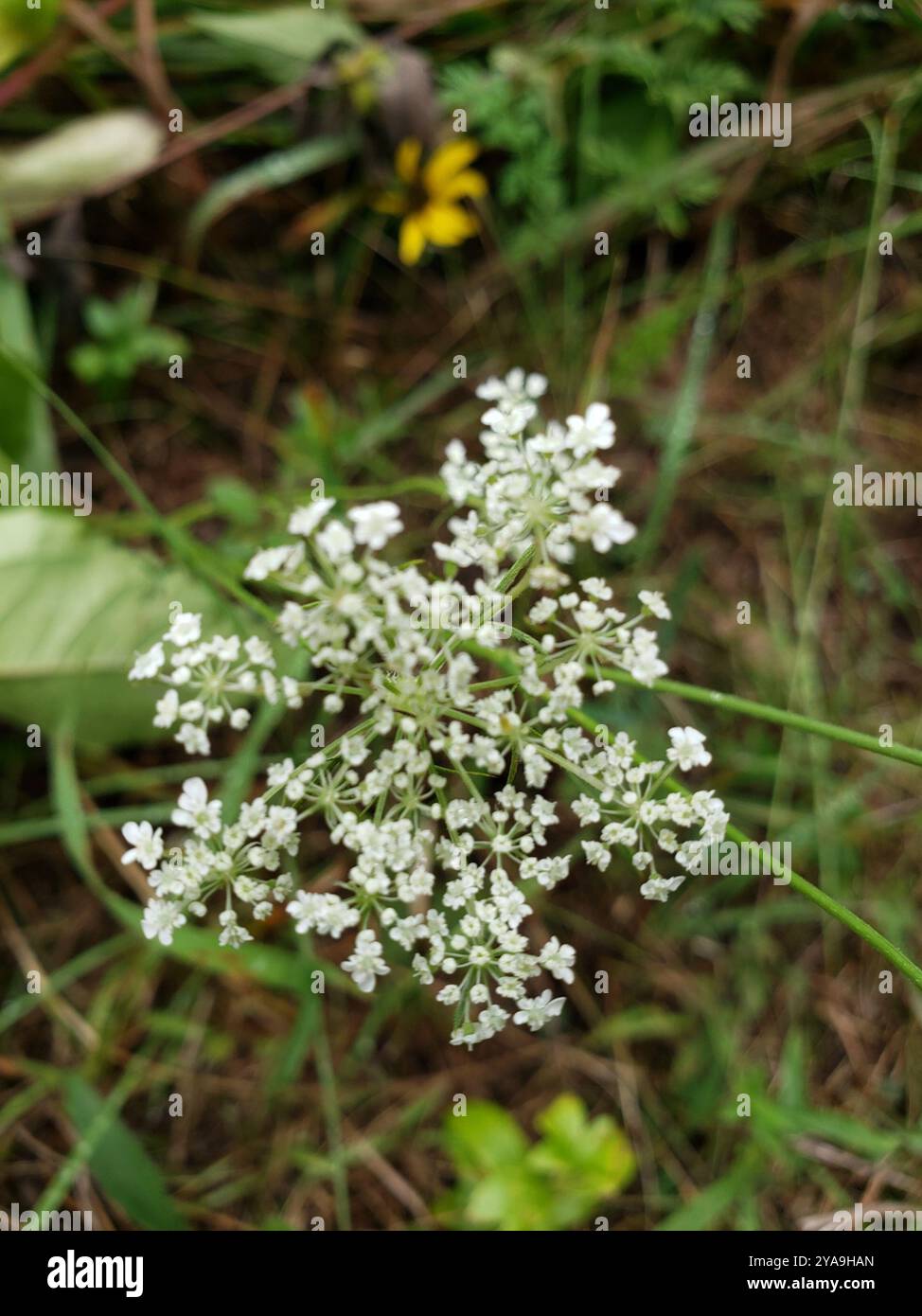 wild carrot (Daucus carota) Plantae Stock Photo - Alamy