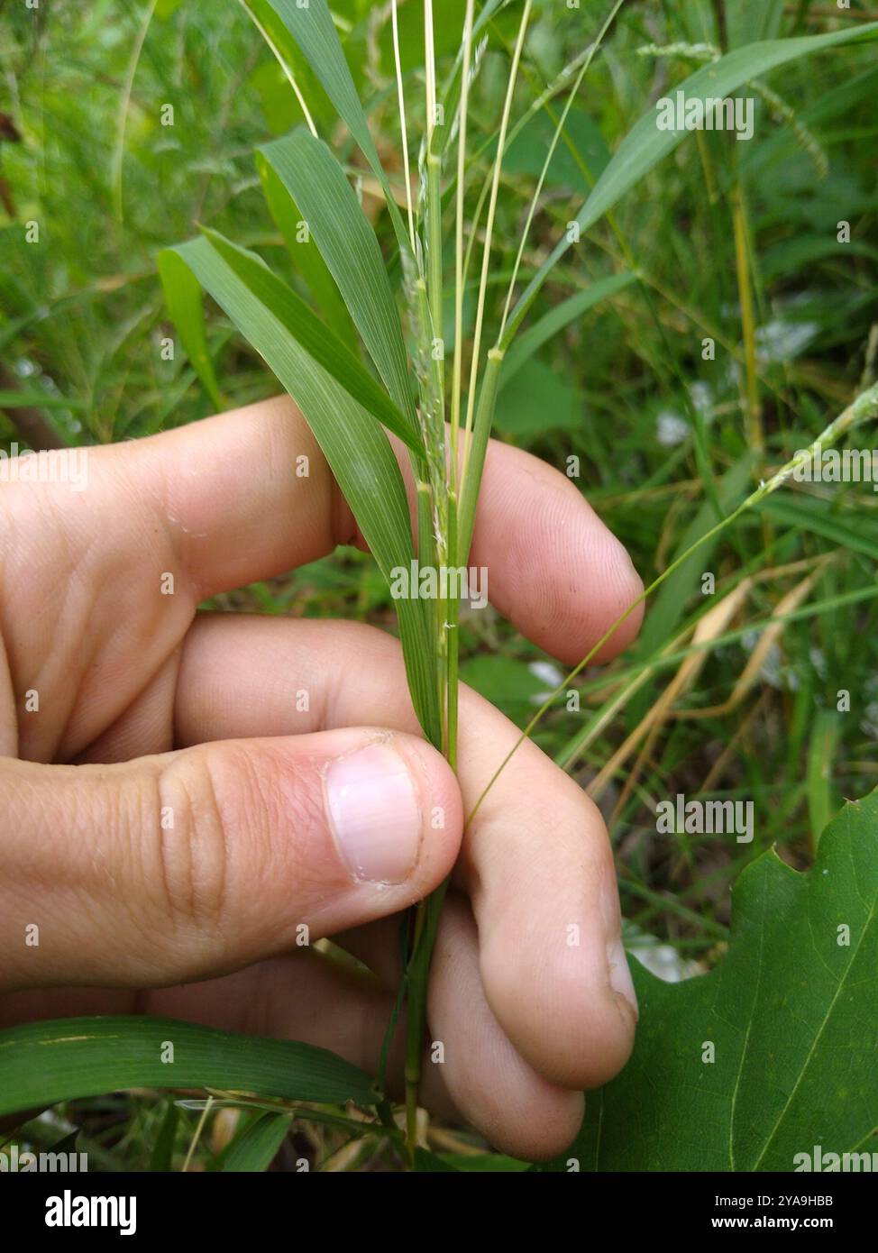 canadian bluejoint (Calamagrostis canadensis) Plantae Stock Photo - Alamy
