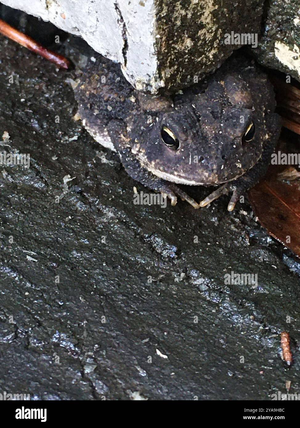 Southern Toad (Anaxyrus terrestris) Amphibia Stock Photo - Alamy
