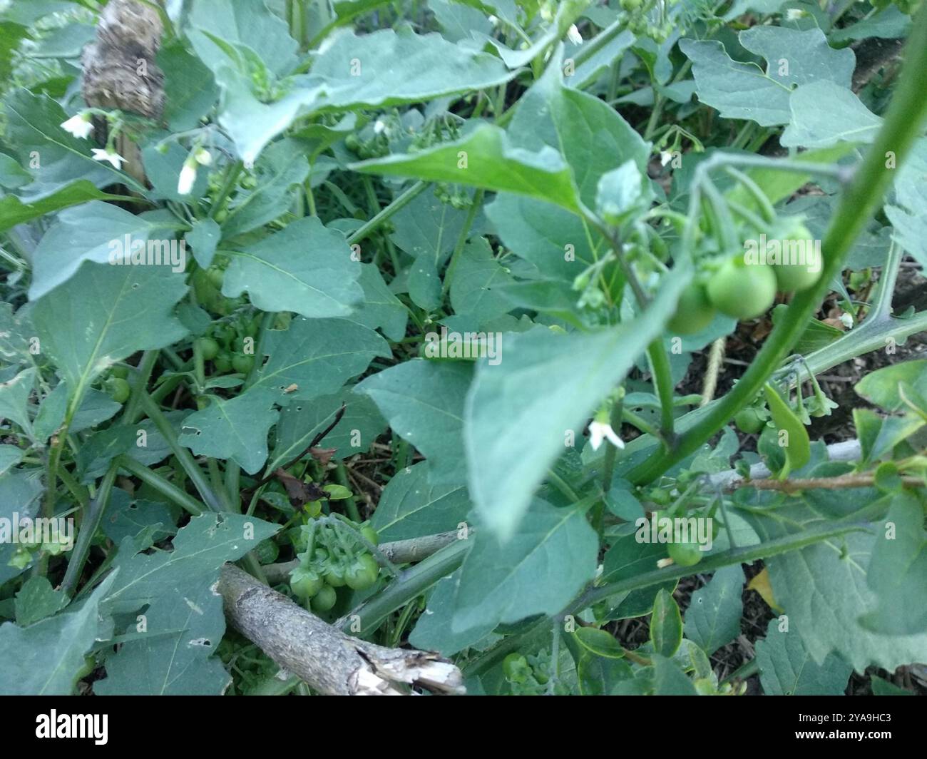 black nightshade (Solanum nigrum) Plantae Stock Photo - Alamy