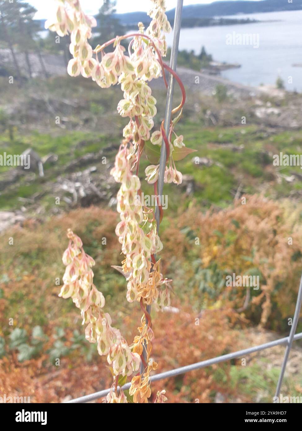 Copse-bindweed (Fallopia dumetorum) Plantae Stock Photo - Alamy