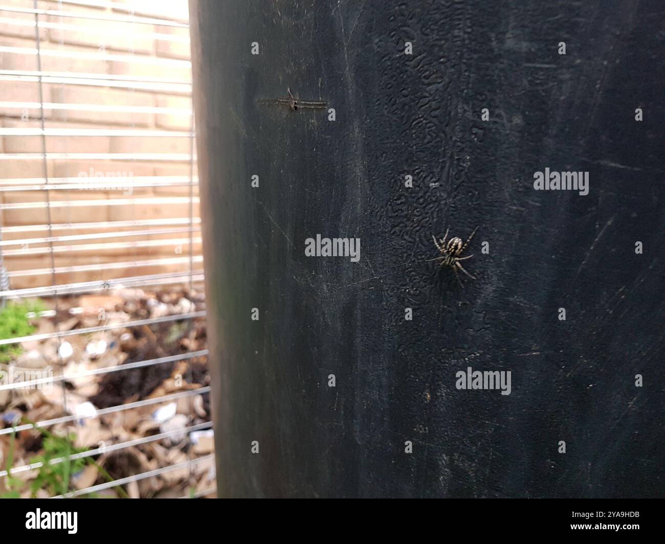 Spotted Ground Swift Spider (Nyssus coloripes) Arachnida Stock Photo ...