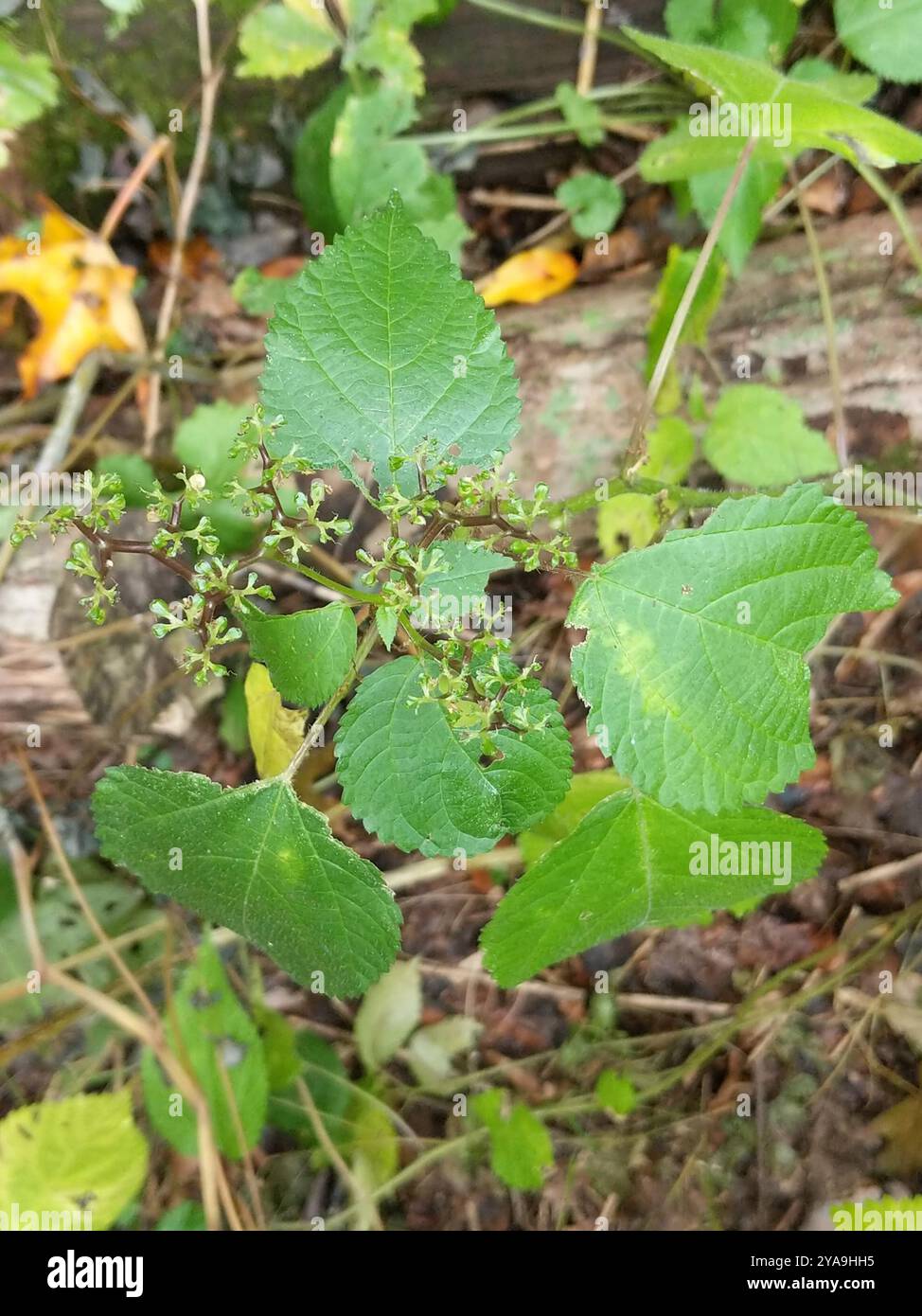wood nettle (Laportea canadensis) Plantae Stock Photo - Alamy