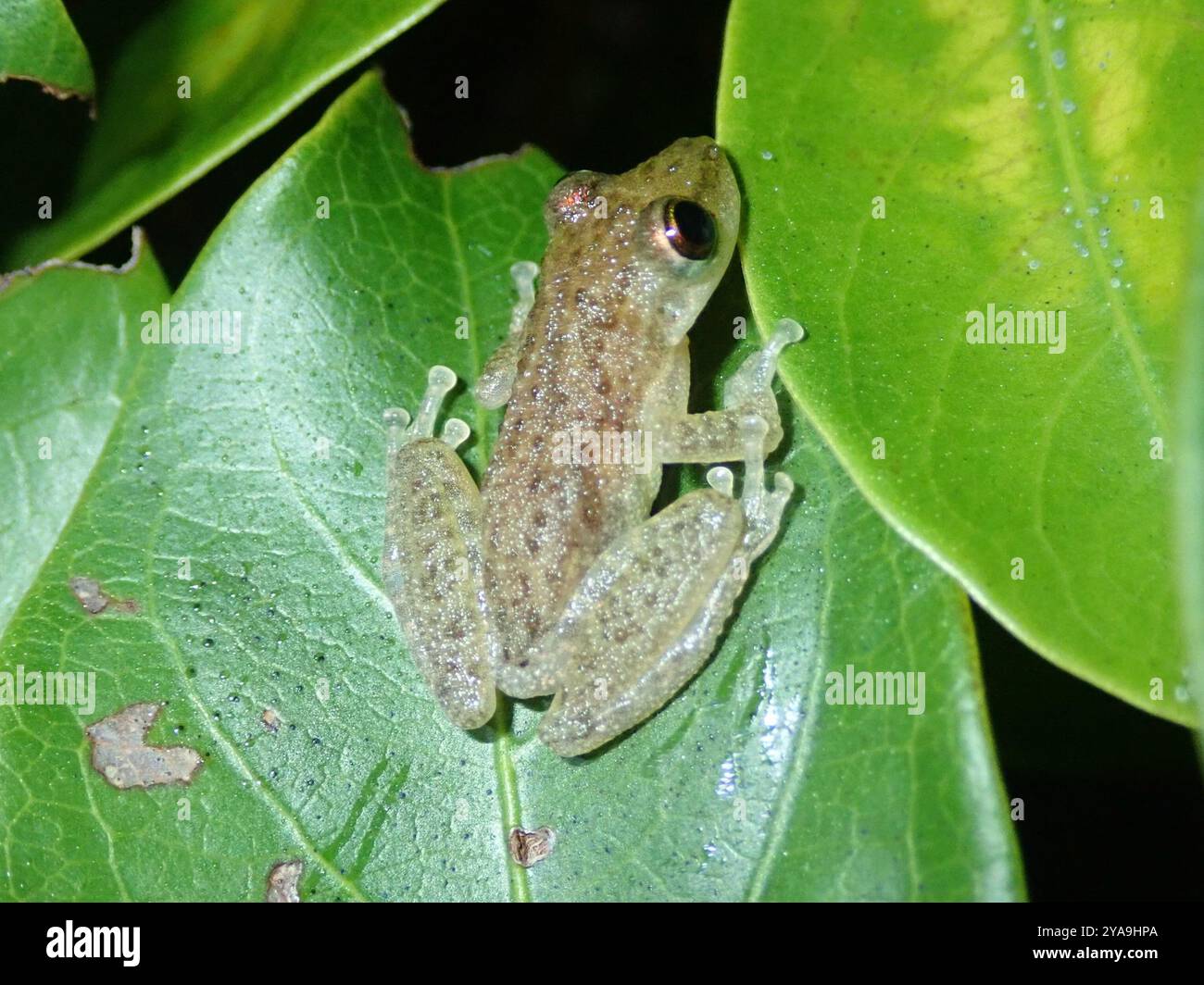 Snouted Tree Frogs (Scinax) Amphibia Stock Photo - Alamy