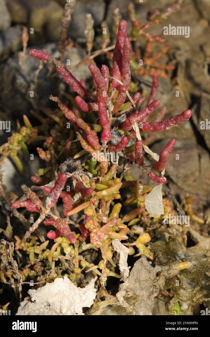 Common Glasswort (Salicornia europaea) Plantae Stock Photo - Alamy