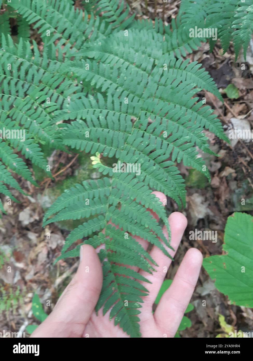 marginal wood fern (Dryopteris marginalis) Plantae Stock Photo - Alamy
