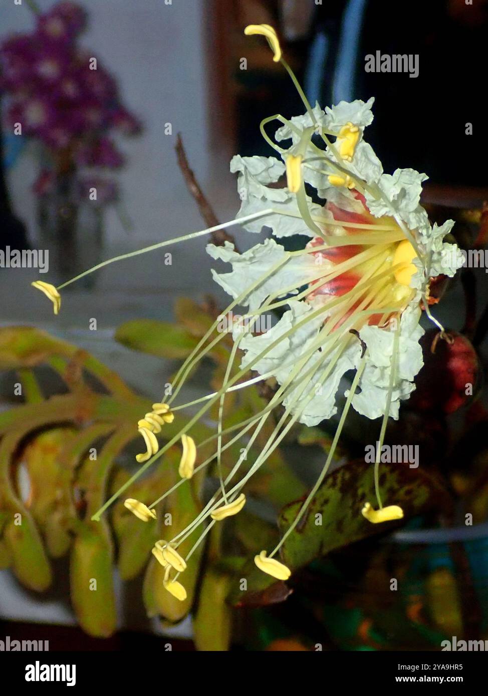 mangava-brava (Lafoensia pacari) Plantae Stock Photo - Alamy