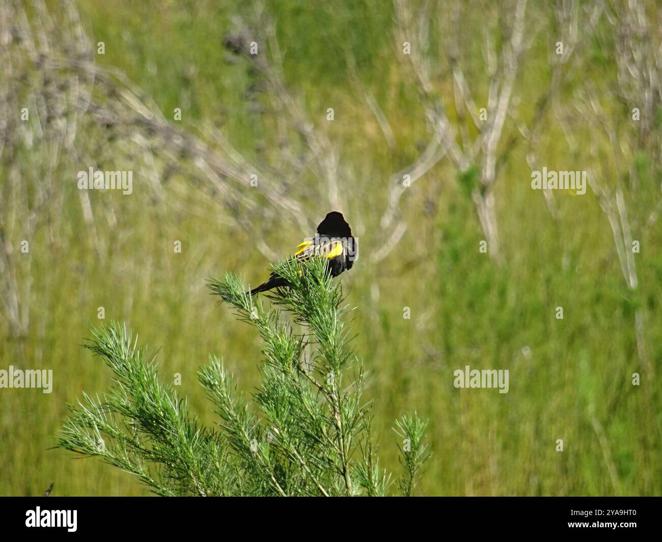 Euplectes capensis hi-res stock photography and images - Alamy