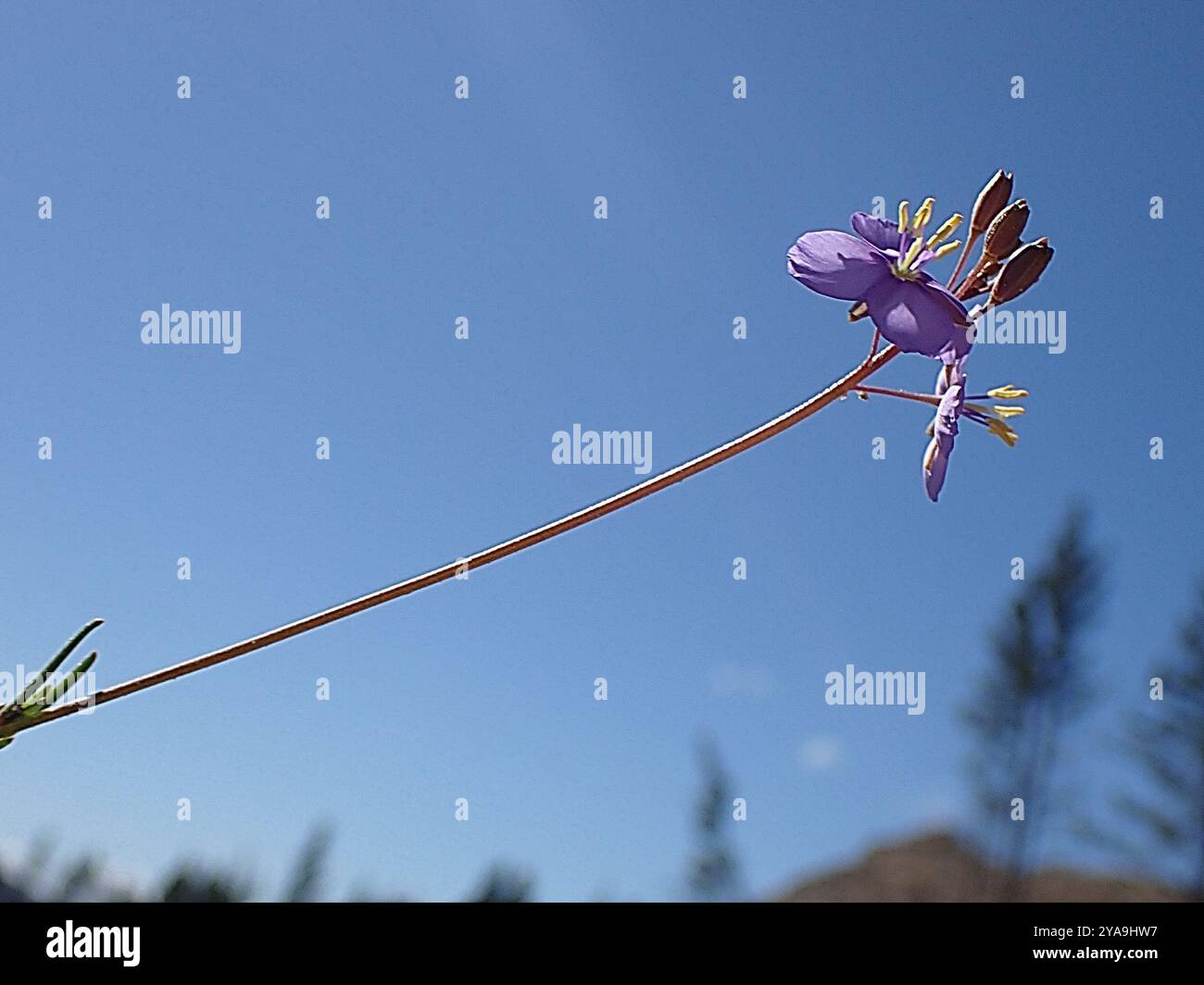Common Sunspurge (Heliophila subulata) Plantae Stock Photo - Alamy