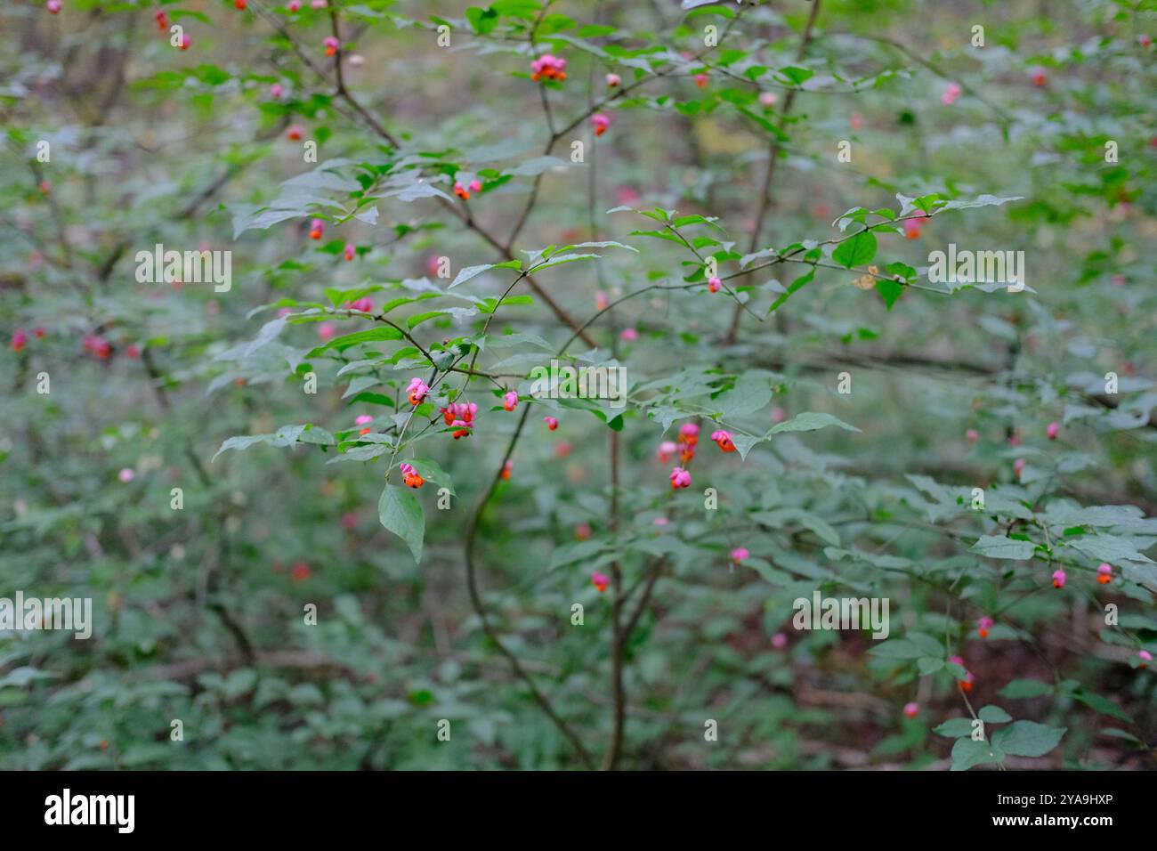 Warty-barked Spindle (Euonymus verrucosus) Plantae Stock Photo - Alamy