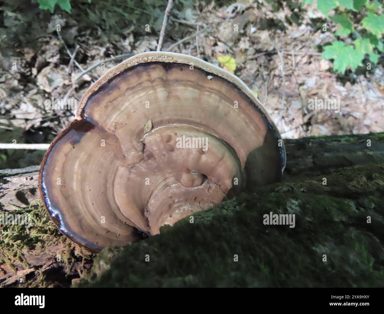 artist's bracket (Ganoderma applanatum) Fungi Stock Photo - Alamy